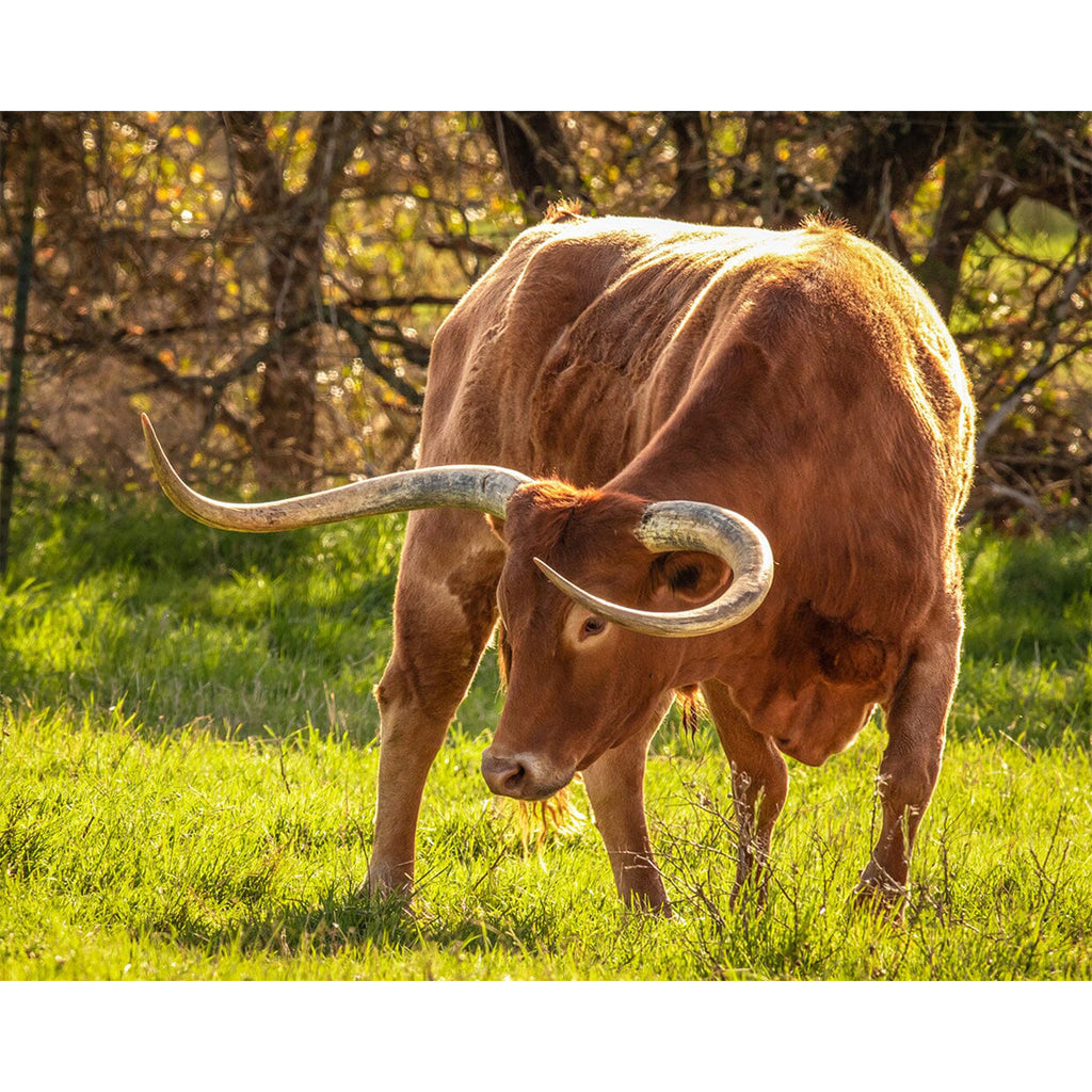 Breyer Traditional Texas Longhorn Bull - Breyer Animals – Breyer Horses ...