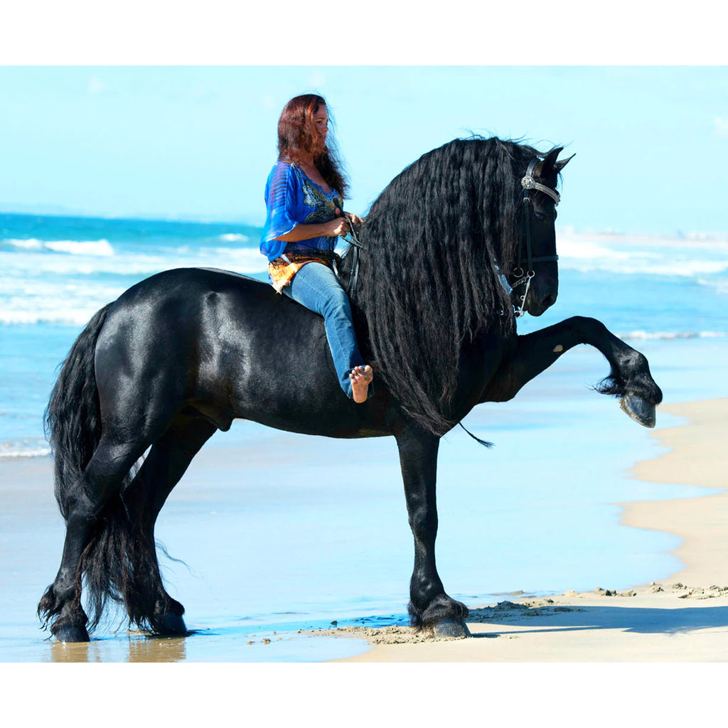 Breyer Traditional Sjoerd - Friesian – Breyer Horses Australia