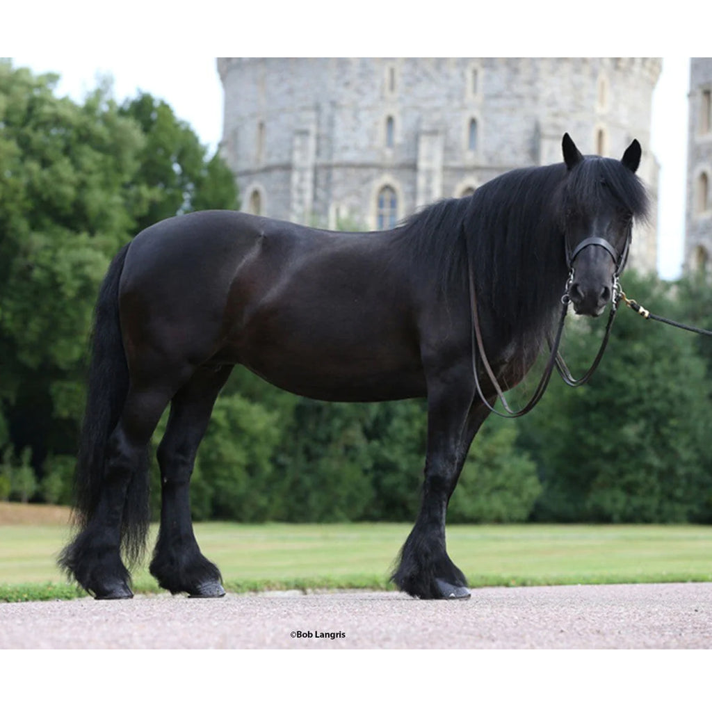 Breyer Traditional Carltonlima Emma - The Queen's Pony – Breyer Horses Australia